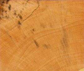 Siphonodon Australis (Ivorywood) – Wood