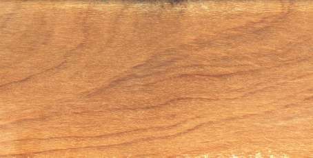 Brosimum Alicastrum (Capomo) – Wood