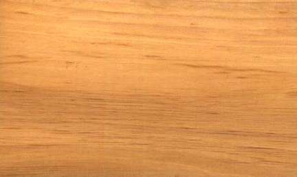 Carpinus Caroliniana (American hornbeam) – Wood